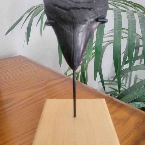 Extra Large Megalodon Shark Tooth Stand - Shark Teeth Stand Custom ...