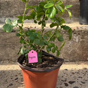 Rare New Rose. Red Juicy Terrazza. 红果汁flower Machine. Continue Blooming ...