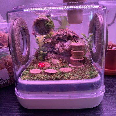 Jumping Spider Food Dish, Jumping Spider Enclosure , Accessories for ...