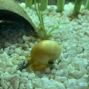 Super Snello 8oz Aquatic Snail Food Dehydrated Snail | Etsy