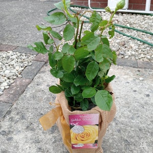 Happy Retirement Rose Bush Gift Wrapped Help A Colleague or - Etsy UK