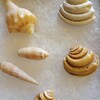 RARE Pawleys Island Shells Seashell Imperial chunky Venus Clam 1 Piece ...