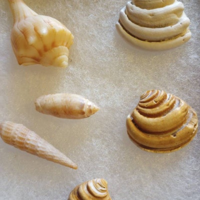 RARE Pawleys Island Shells Seashell Imperial chunky Venus Clam 1 Piece ...