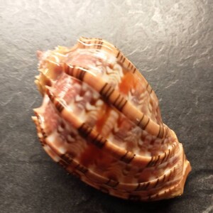 20 Different Species of Olive Shells for Collection With Identification ...