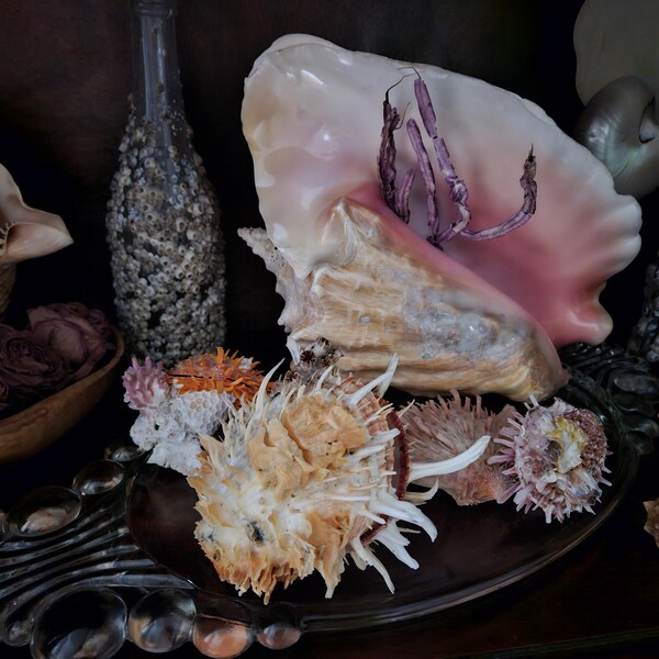 Large Specimen Grade 63.1mm CONUS Regius Royal, Crown Cone SEASHELL JB ...