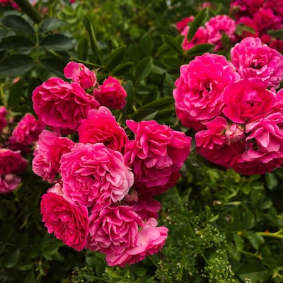 The Complete Sterile Processing Study Guide - Etsy