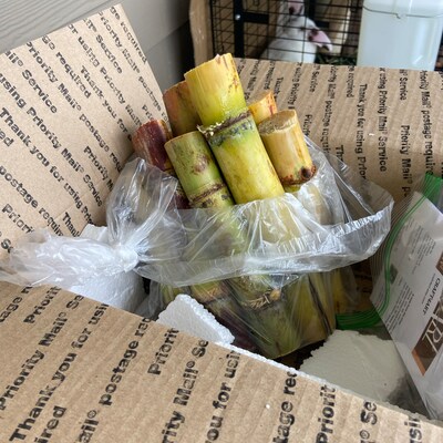 5 Fresh Cutting Vines No Root Puerto Rico Sweet Potatoes Strong to Grow ...