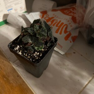 Begonia monica | Etsy