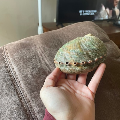 Nessastores Threaded Abalone Sea Shell One Side Polished Beach Craft 4 ...