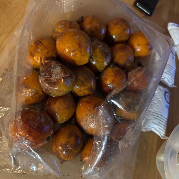Frozen Iru/locust Beans - Etsy