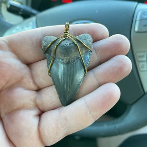 Giant Ice Age Capybara Fossil Set - Etsy