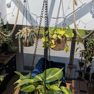 85 100cm Monstera Deliciosa Taurii XL Swiss Cheese Plant 27cm Pot House ...