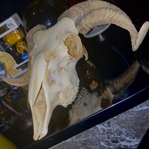 Real Horse Skeleton Named Terry. Complete. 25 Years Old Huge - Etsy