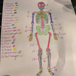Integumentary Anatomy Coloring Page- LABELED- Digital Download Skin ...