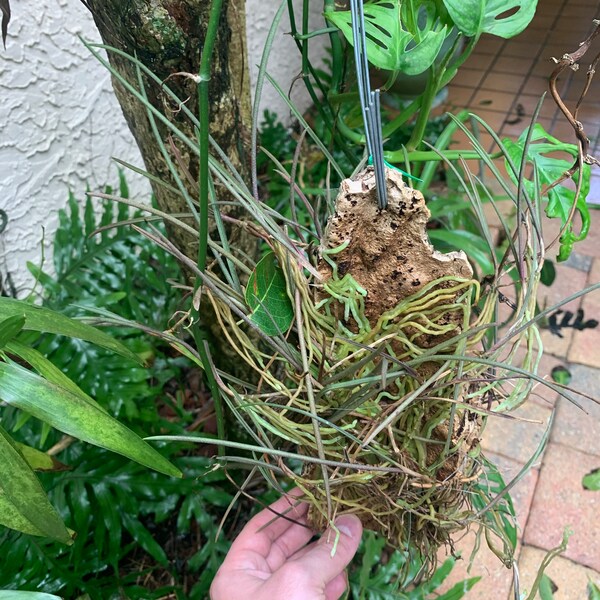 Rlc Nadia Song - Etsy