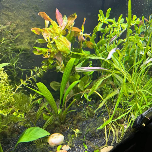 Banana Plant (nymphoides Aquatica) - Etsy