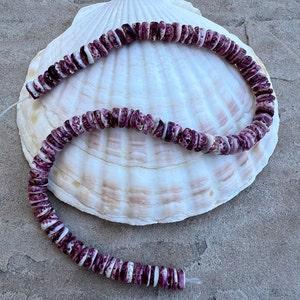 AAA Queen Conch, Natural Pink Queen Conch Shell Smooth Round Ball ...