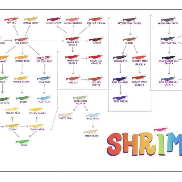 Cherry Shrimp Poster, A4 Printable, Neocaridinia Shrimp Types and ...