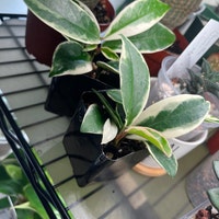 Syngonium Chiapense 'frosted Heart' 3 Leaf 2 From Myplants - Etsy