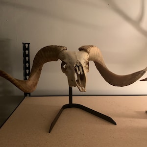 European Skull Mount Table Top Display - Etsy