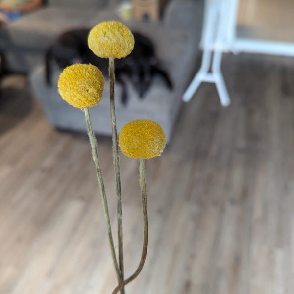 Preserved Lycopodium Bunchdried Princess Pine Grassdried Flowers ...