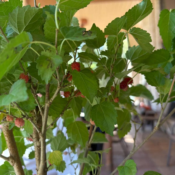 Live Red Mulberry Tree – Sweet Berries, Cold Hardy (1 Gallon Pot) - Etsy