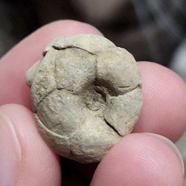 NICE Fossil Crinoid Barycrinus Rhombiferous Edwardsville Formation ...