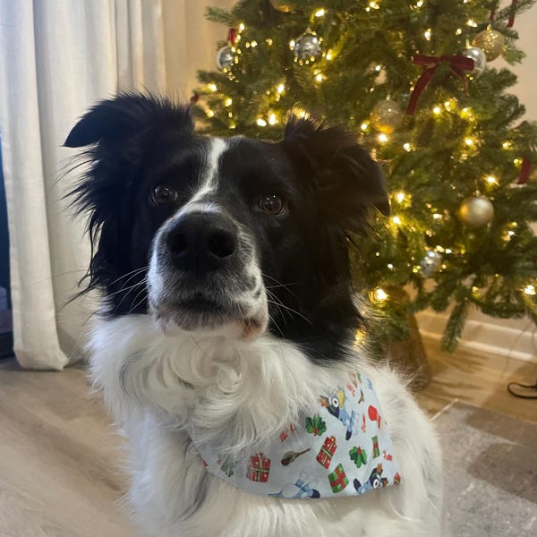 Over the Collar Reversible Dog Bandana - Wisconsin Badgers, Milwaukee ...