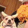 Brunhilde, Vikings, Valkyries, Wagner Opera, Hats for Cats, Pet Hats ...