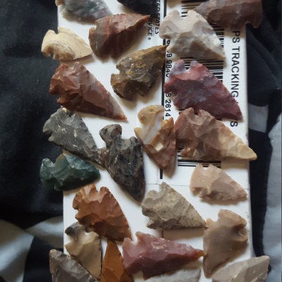 Fossil / Fossilized Arca Whole Both Halves Arca Bivalve Sea Shell ...