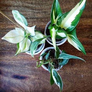 Epipremnum Aureum japanese Global Pothos Fully Rooted Extremely Rare ...