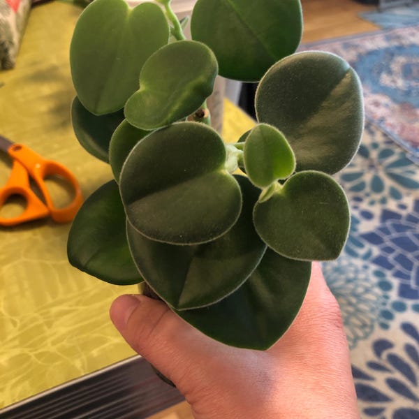 Peperomia Incana, Felted Peperomia, Fuzzy, Soft Hairy Leaves. Fast ...