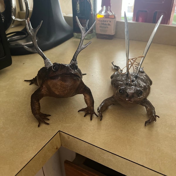 Full Body Turtle Taxidermy- French Horn-playing Tortoise Mariachi Toad ...