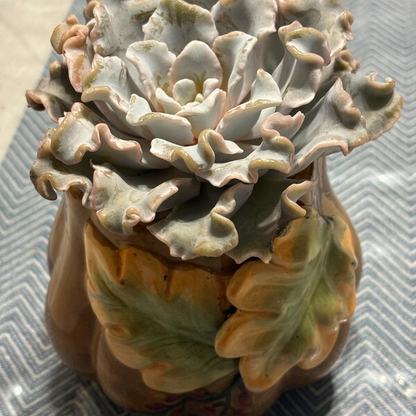 Echeveria Ball of Fat-succulent - Etsy