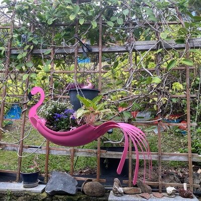 Oliver Orange Parrot With Bright Blue Beak and Multi-colored Tail. the ...