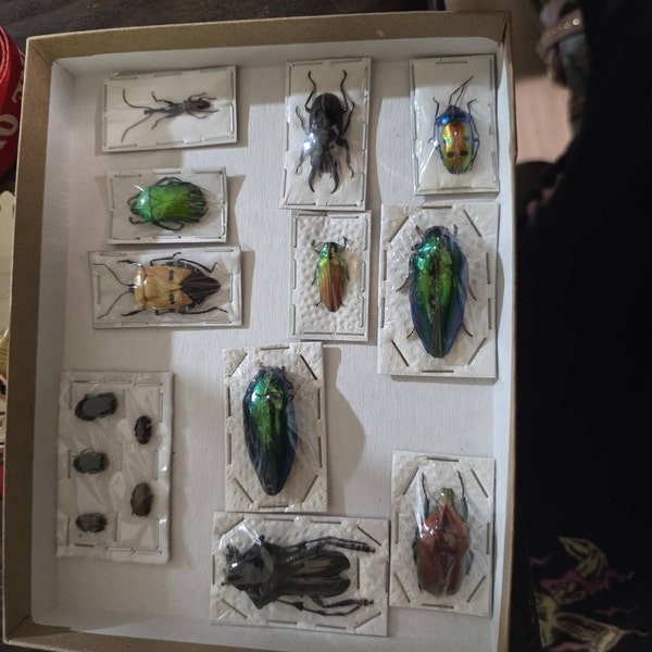 Mixed Real Beetles, Package of 5, Pack of Mixed Beetles, Entomology ...