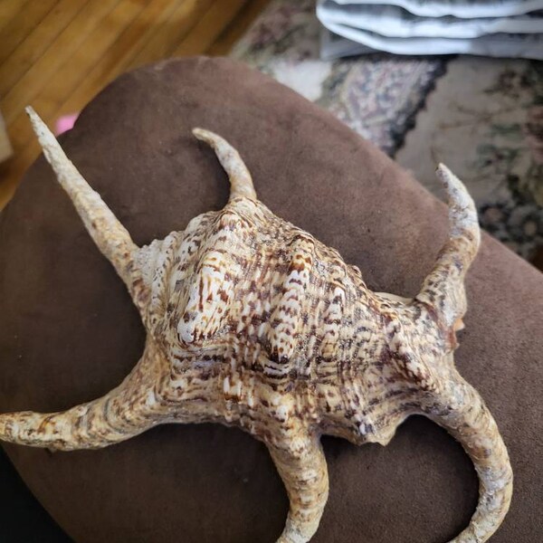 Japanese Turban Shell Lid / Sea Shells / 100% Natural & Genuine / for ...