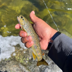 4 Chocolate Midge Emerger. Midges and Emergers. Foam Wing. Fly Fishing ...