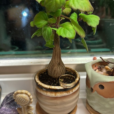 Bonsai Mint plectranthus Ernstii Caudex - Etsy