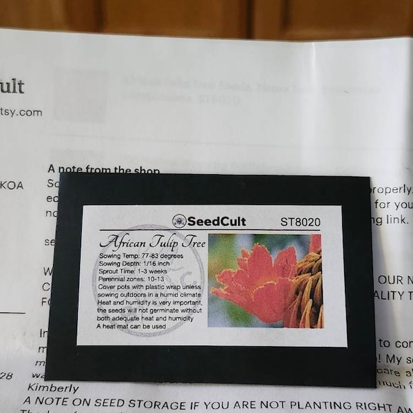 Billy Button Seeds, Craspedia, Billy Balls, Craspedia Globosa CD0150 - Etsy