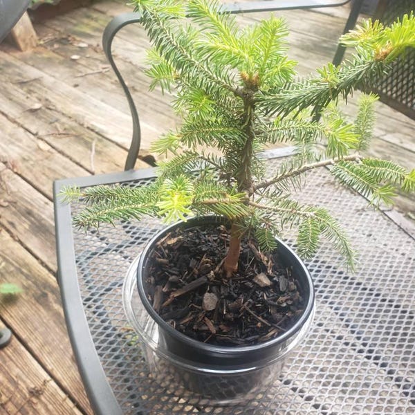 Live Fresh Fraser Fir Tree in Nursery Pot. Abies Fraseri. Mountain ...