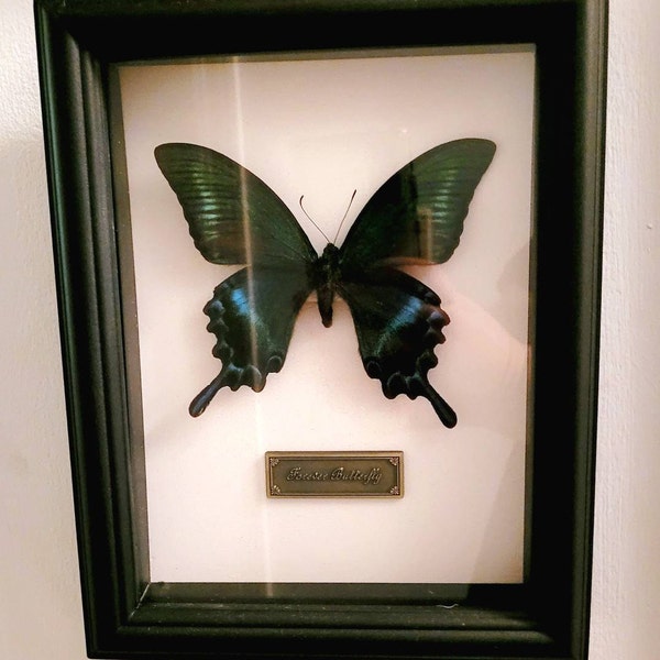 Real Butterfly in Walnut Frame, Original Butterfly in Frame Custom Gift ...