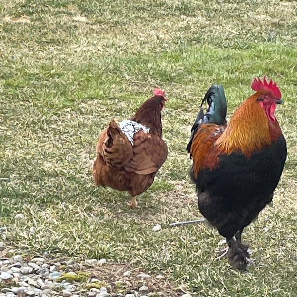 Bogo 5+2 FREE Chicken Jackets. Chicken Saddles. Hen Apron. Hen Jackets ...