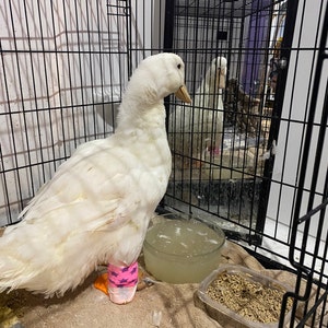 Pet Bird Splints and Spacers for Small Avian Pets Such as Parakeets - Etsy