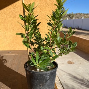 Agapanthus Indigo Frost 1 Live Plant Ship in 6 Pot - Etsy