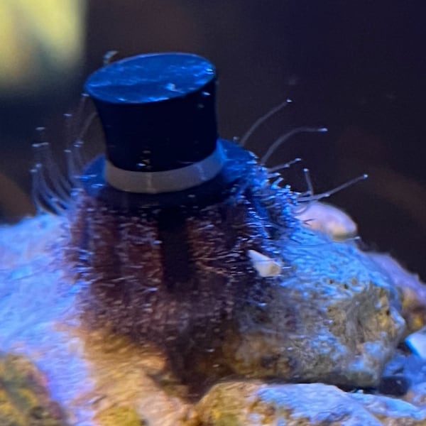 Set of 16 Pre-made Premium Sea Urchin Hats | 3D Printed Reef Safe ...