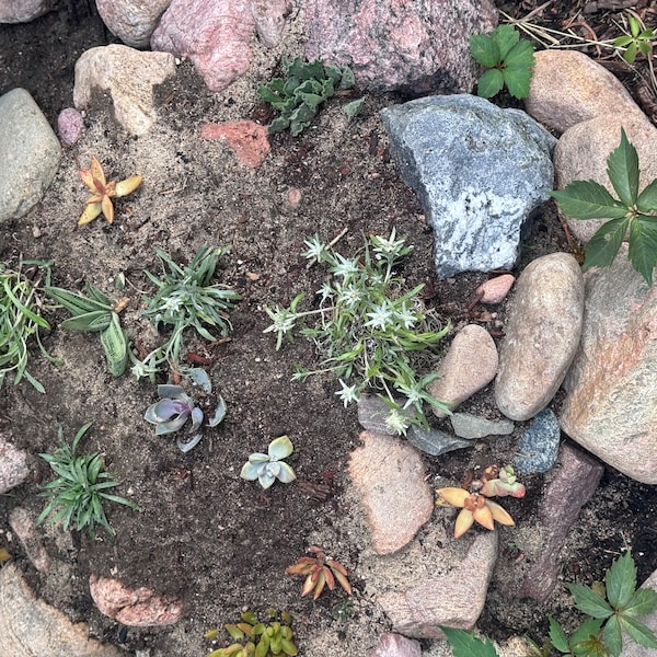 Edelweiss, Leontopodium Alpinum, Hardy in Zones 4-7, Perennial. Thrives ...