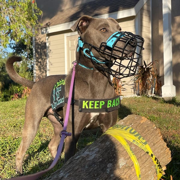 Leash Sleeve or Collar Wrap, Your Text Here, Customizable, Custom ...