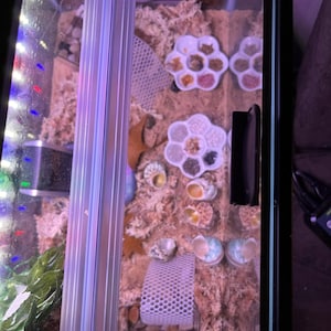 One Beautiful Real Large Multileg sunflower Starfish 6 Size Craft Beach ...