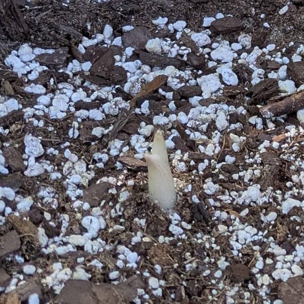 AMORPHOPHALLUS KONJAC Twenty Five (25) Bulbils - Voodoo Lily Bulb - Etsy